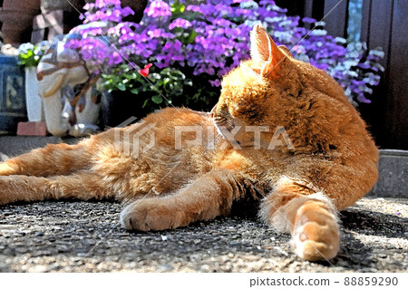 Healing Healing Cat by the window Its quiet days - Stock Illustration ...