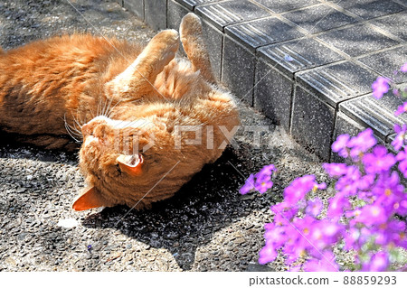 Healing Healing Cat by the window Its quiet days - Stock Illustration ...