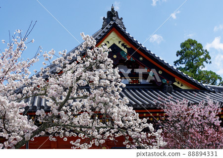 Bishamon-do in full bloom of cherry blossoms - Stock Photo [88894331 ...