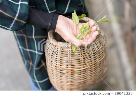Tea picking: A basket attached to the waist and... - Stock Photo ...