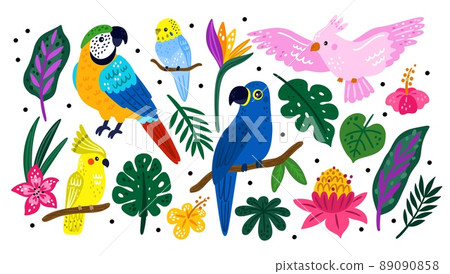Rainforest Birds Clipart
