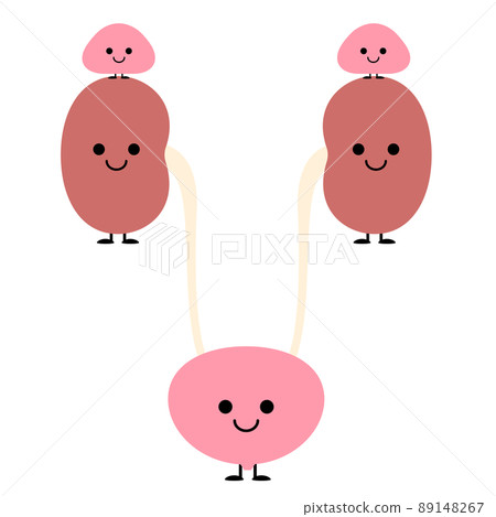 Cute internal organs urinary system - Stock Illustration [89148267] - PIXTA