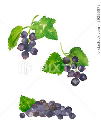 Cassis hand-painted watercolor illustration - Stock Illustration ...