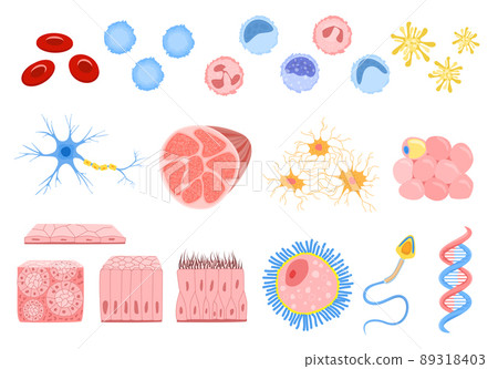 Flat Human Cells Set - Stock Illustration [89318403] - PIXTA
