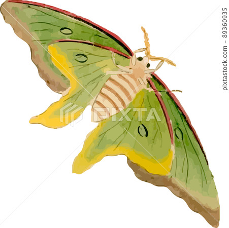 Moth 28_ Actias aliena - Stock Illustration [89360935] - PIXTA