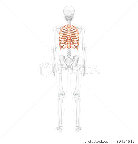 Rib cage Skeleton Human back view with partly... - Stock Illustration ...