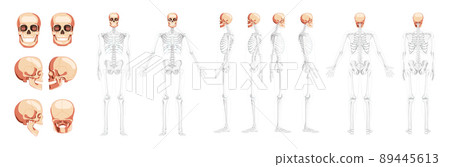 Set of Human head Skull Skeleton front back... - Stock Illustration ...