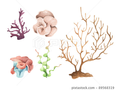 Seaweeds. Underwater ocean plants, sea coral... - Stock Illustration ...