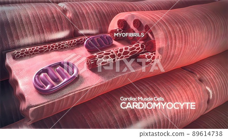 Cardiac Muscle cells 3d medical - Stock Illustration [89614738] - PIXTA