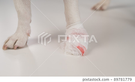 Close-up of a bandaged dog's paw on a white... - Stock Photo [89781779 ...