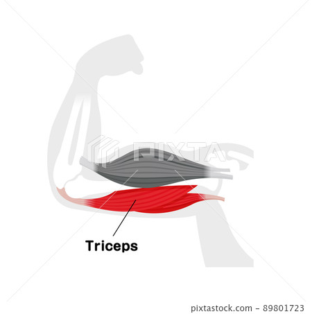Upper arm muscle structure (triceps brachii)... - Stock Illustration ...