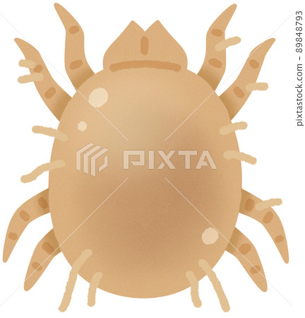 Acaridae - Stock Illustration [89848793] - PIXTA