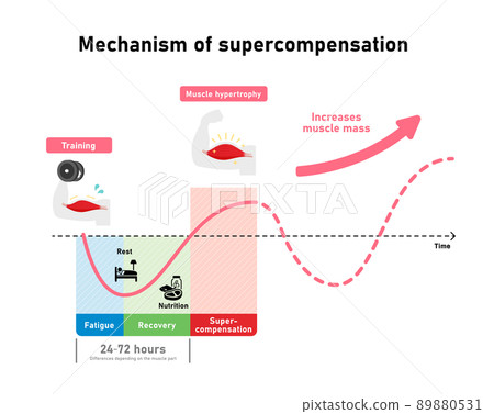 Strength Training / Muscle Training /... - Stock Illustration [89880531 ...