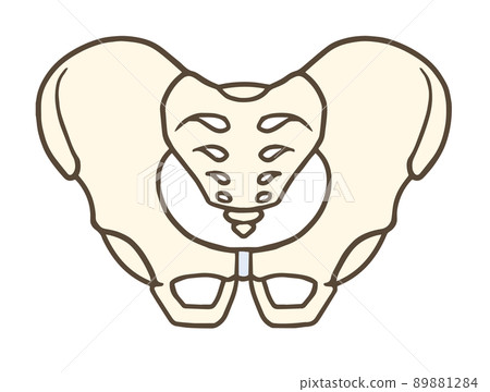 Frontal pelvis, hip bone, sacrum, ilium, pubis,... - Stock Illustration ...