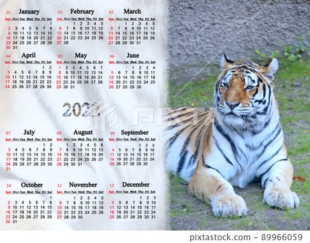 calendar for 2022 with image of tiger. tiger as... - Stock Illustration ...