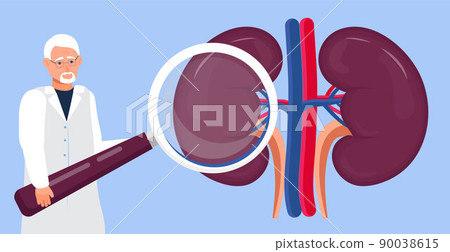 Nephrologist and nephropathy concept vector....-插圖素材 [90038615] - PIXTA圖庫