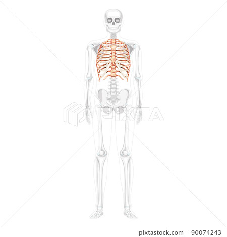 Ventral Position Human