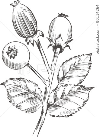Line drawing rose hips - Stock Illustration [90114264] - PIXTA