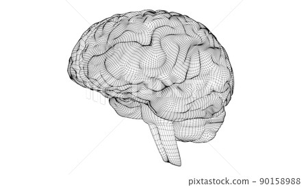Wireframe brain 3D - Stock Illustration [90158988] - PIXTA