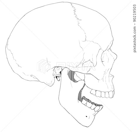 Illustration of a skull facing the front with... - Stock Illustration ...
