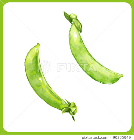 Hand drawn watercolor snap pea illustration 2 - Stock Illustration ...