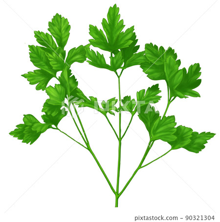 Italian parsley herbs - Stock Illustration [90321304] - PIXTA