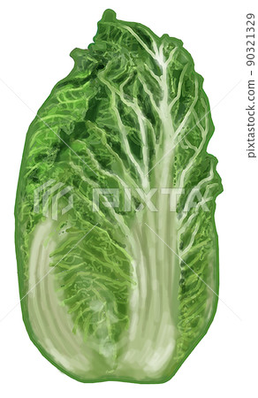 Chinese cabbage - Stock Illustration [90321329] - PIXTA