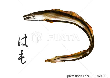 Hamo, 鱧 - Stock Illustration [90369319] - PIXTA