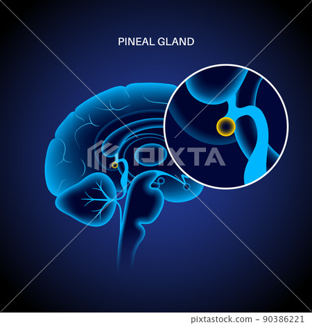 Pineal gland anatomy-插圖素材 [90386221] - PIXTA圖庫