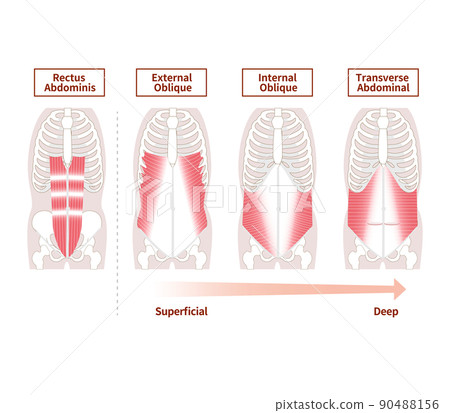 Anatomical illustration set of abdominal muscles - Stock Illustration ...