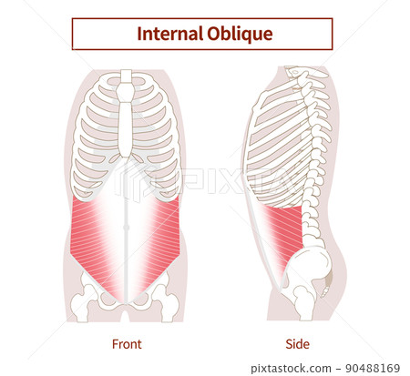 Abdominal muscle group Illustrated illustration... - Stock Illustration ...