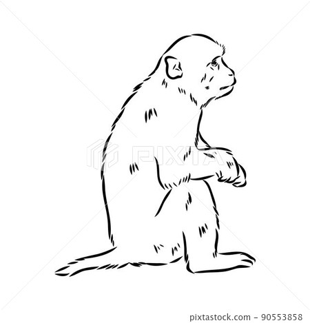 Monkey Outline