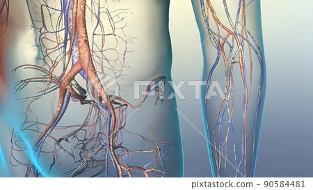 Cardiovascular pathways in the human body - Stock Illustration ...