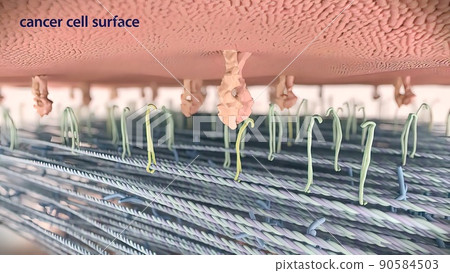Cancer cell surface and healthy cell surface - Stock Illustration ...