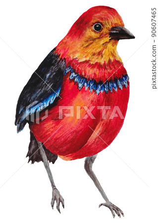 Hand drawn watercolor red bird - Stock Illustration [90607465] - PIXTA