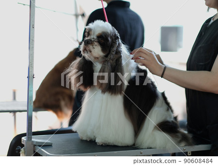 An American Cocker spaniel is sitting on a... - Stock Photo [90608484 ...