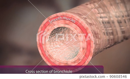 Bronchi are plural for bronchus and represent... - Stock Illustration ...