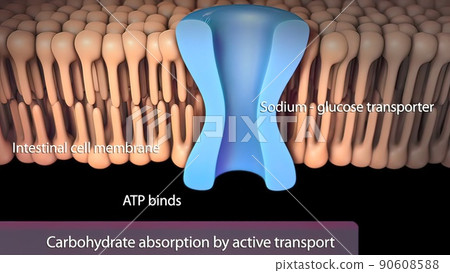 In the small intestine, pancreatic amylase... - Stock Illustration ...