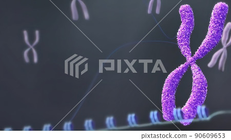 3D illustration X chromosomes. Telomerase... - Stock Illustration ...