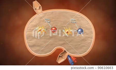 Cell Mediated Induction of Immune Response - Stock Illustration ...