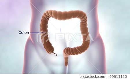 Illustration of colon and rectum on transparent... - Stock Illustration ...
