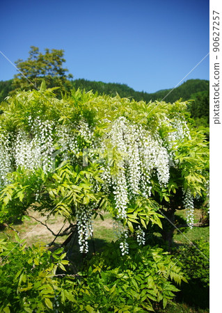 Tonose Fuji no Sato, Odate City, Akita Prefecture - Stock Photo ...
