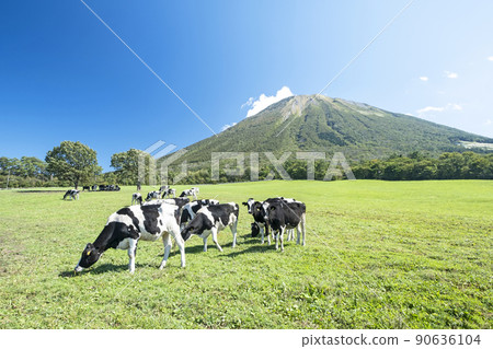 Cows grazing in Daisen (near Daisen Makiba Milk... - Stock Photo ...