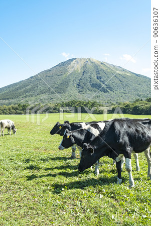 Cows grazing in Daisen (near Daisen Makiba Milk... - Stock Photo ...