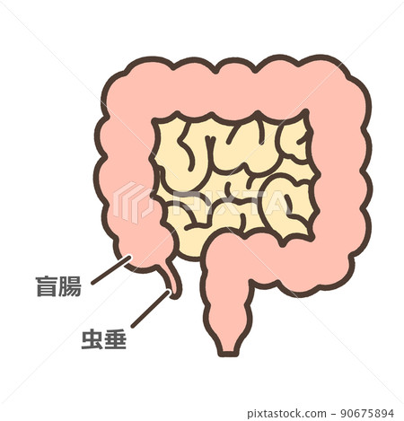 Illustrated illustration of the cecum - Stock Illustration [90675894 ...