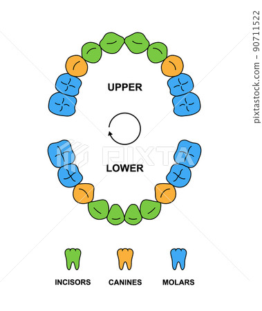 Child teeth dentition anatomy with... - Stock Illustration [90711522 ...