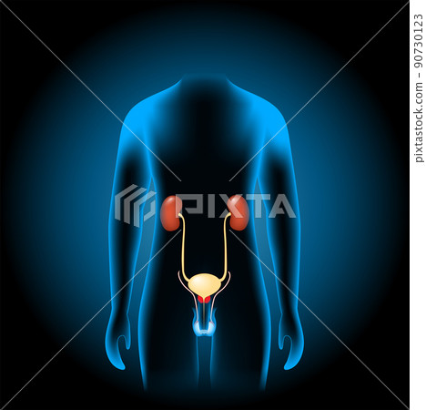 Male Genitourinary system - Stock Illustration [90730123] - PIXTA