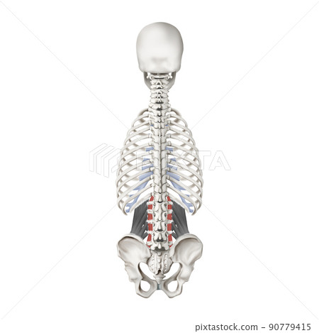 Medical illustration explaining the transverse... - Stock Illustration ...