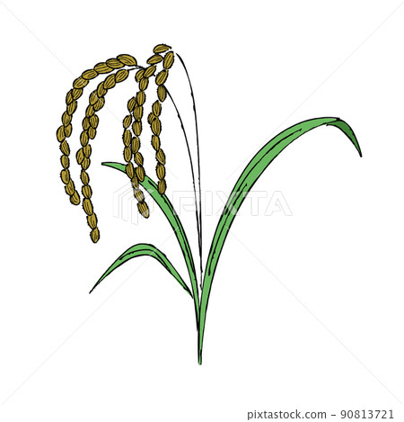 Rice Plant Drawing