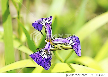 Pastel-like "Iris setosa in full bloom"... - Stock Illustration ...